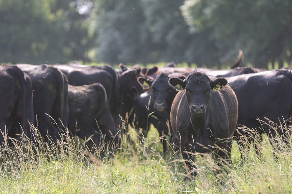 How and why the brand grows - CAB Cattle