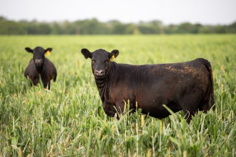 Never gone dry - CAB Cattle