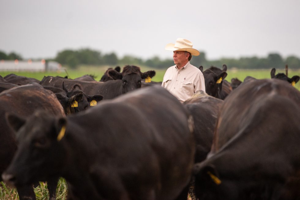 Never gone dry - CAB Cattle