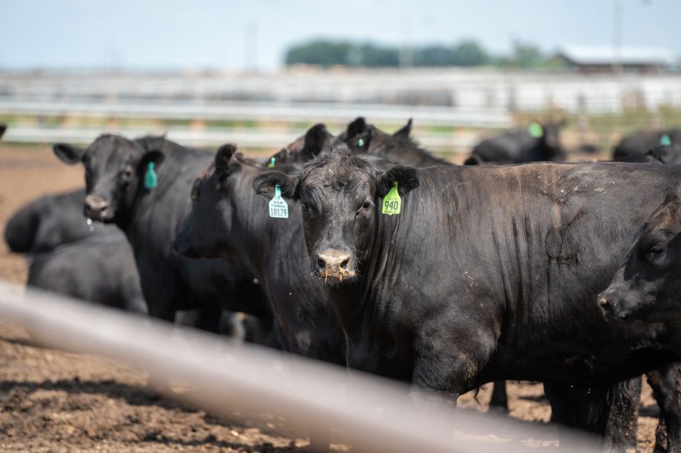 His will, their work - CAB Cattle