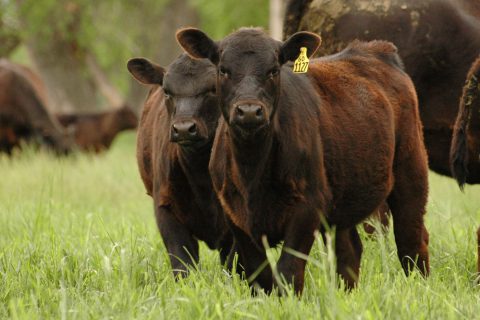 You've got a name - CAB Cattle