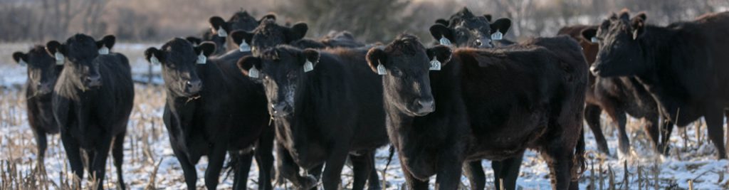 Matching cow herd needs to overall goals - CAB Cattle