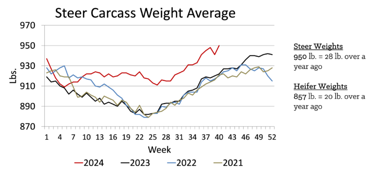 Increasing Carcass Weights and Ribeye Size - CAB Cattle