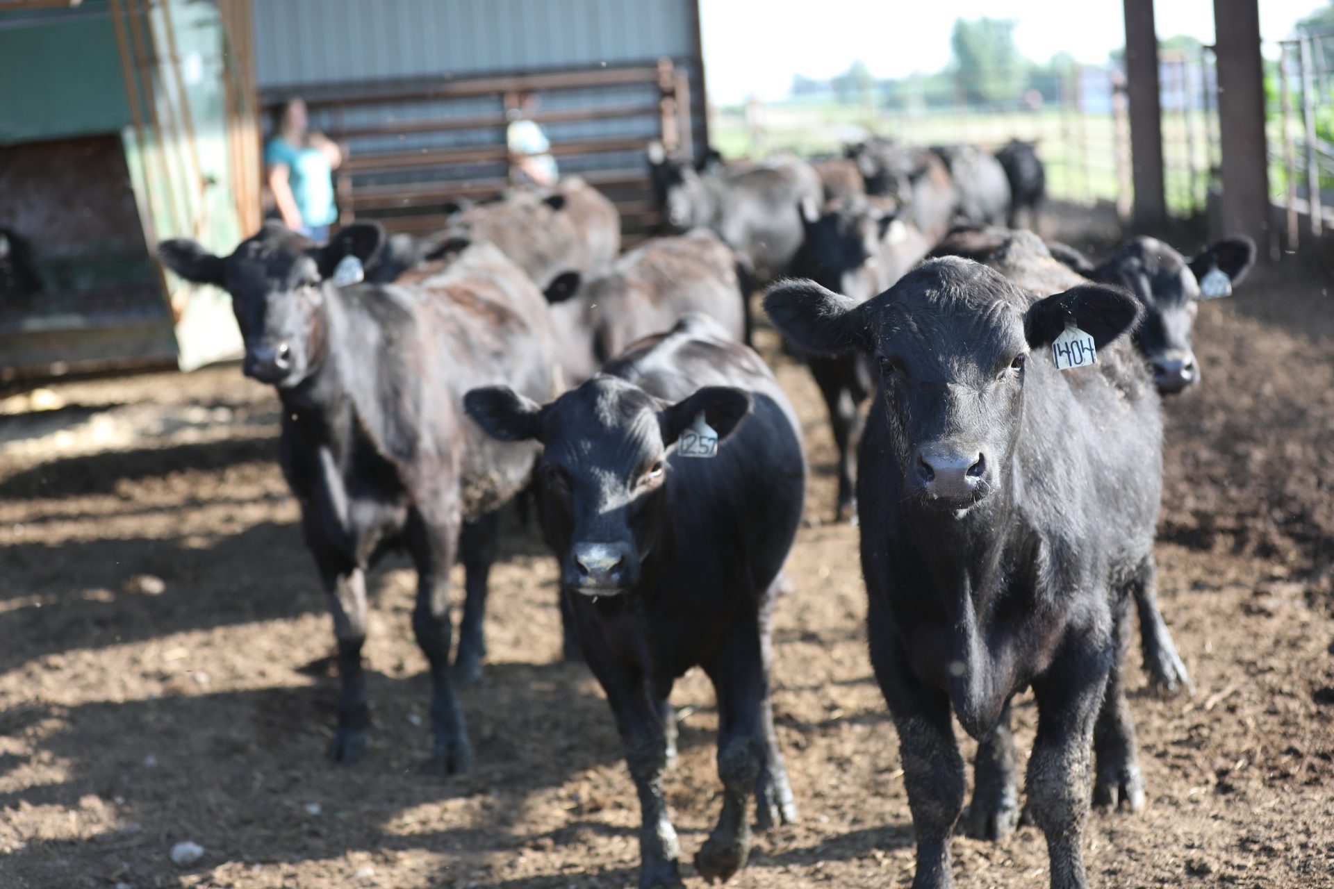 Beef supply chain traceability could boost value - CAB Cattle
