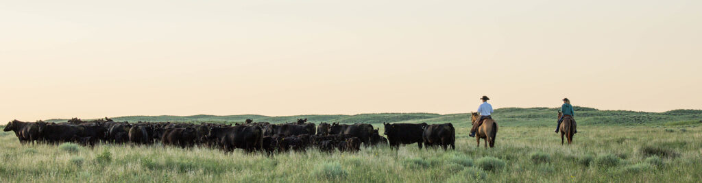 Making It Better - CAB Cattle