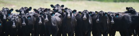 FAQs - CAB Cattle