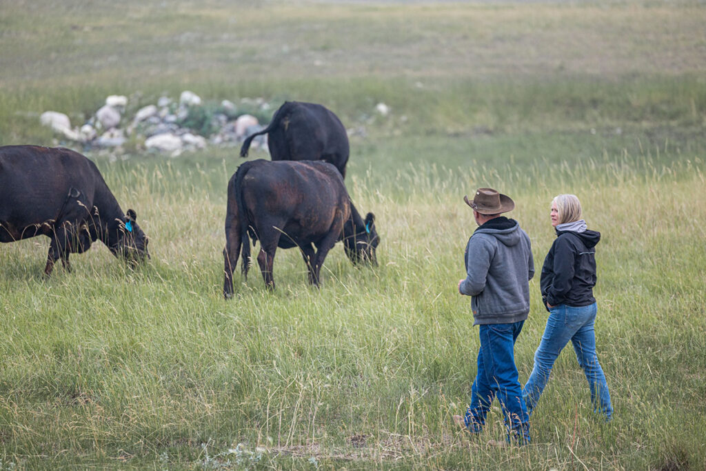 2023 CAB Awards - CAB Cattle