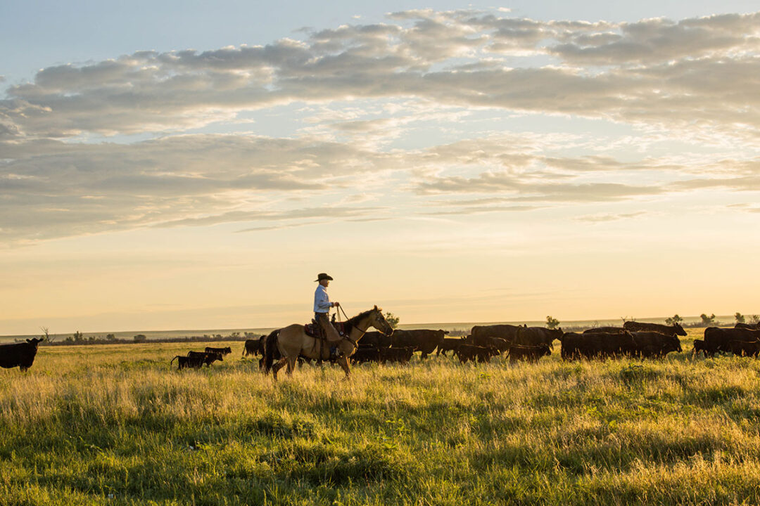 Making It Better - CAB Cattle