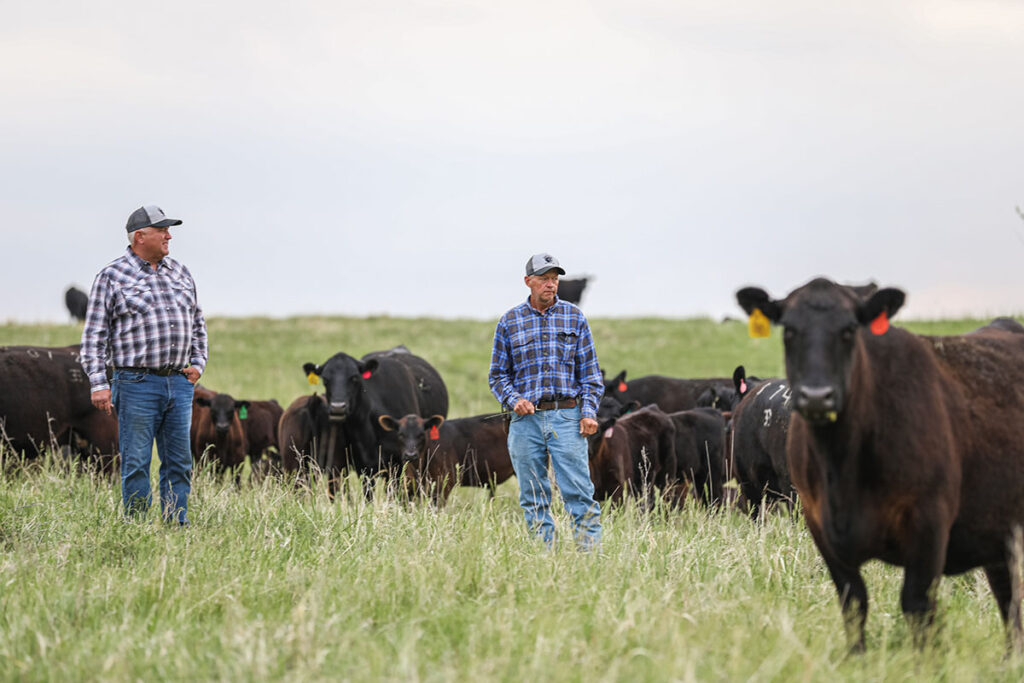 From the Ground Up - CAB Cattle