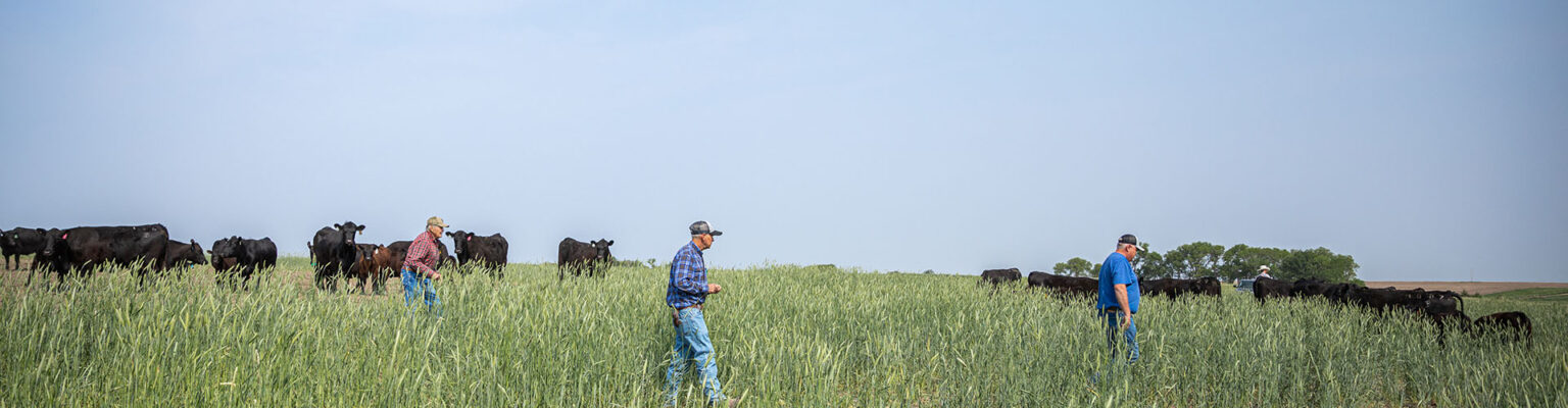 From the Ground Up - CAB Cattle