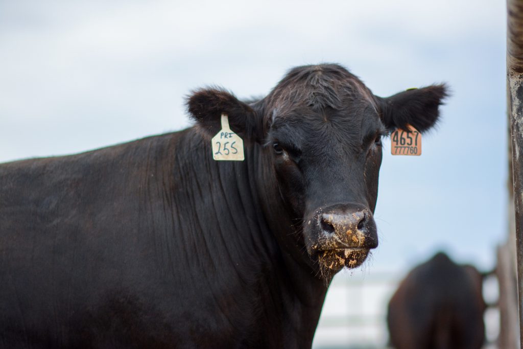 Where Back fat, marbling and money meet - CAB Cattle